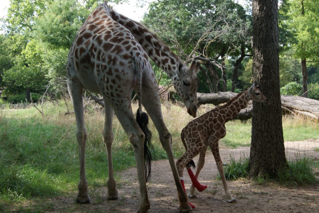 Our Legacy - Topeka Zoo & Conservation Center