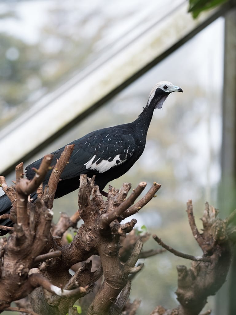 Birds - Topeka Zoo & Conservation Center