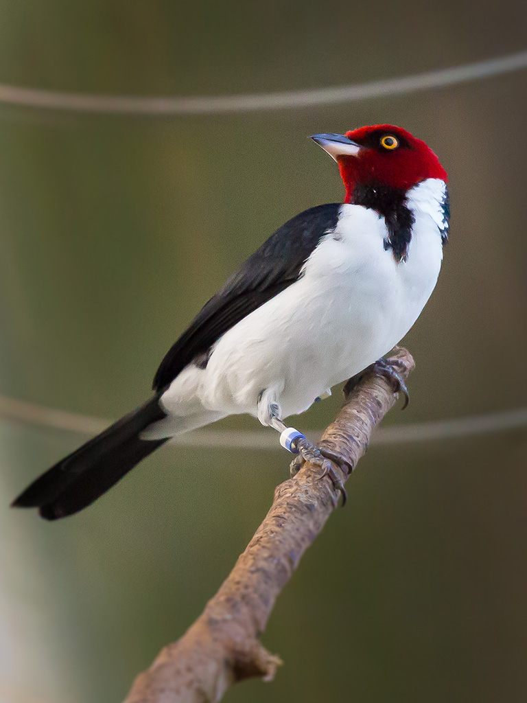 Birds - Topeka Zoo & Conservation Center