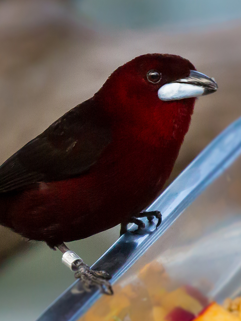 Birds - Topeka Zoo & Conservation Center