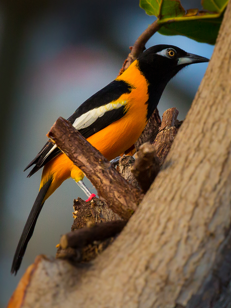 Birds - Topeka Zoo & Conservation Center