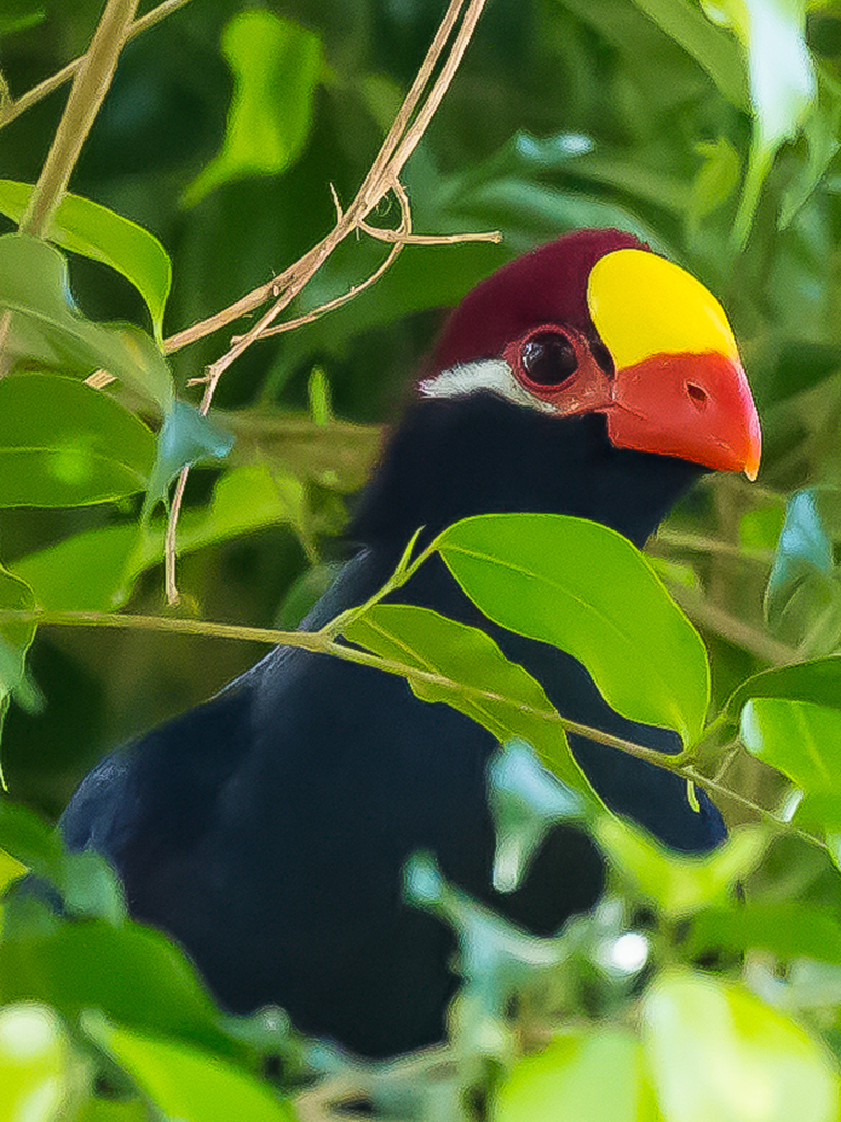 Birds - Topeka Zoo & Conservation Center