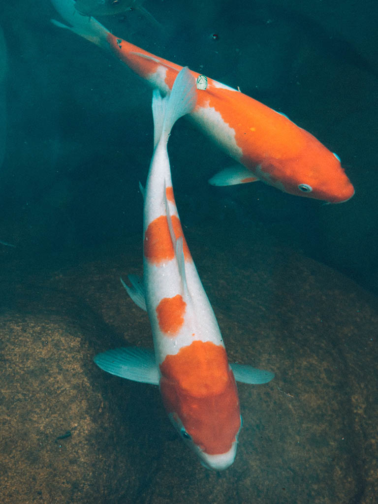 Fish - Topeka Zoo & Conservation Center