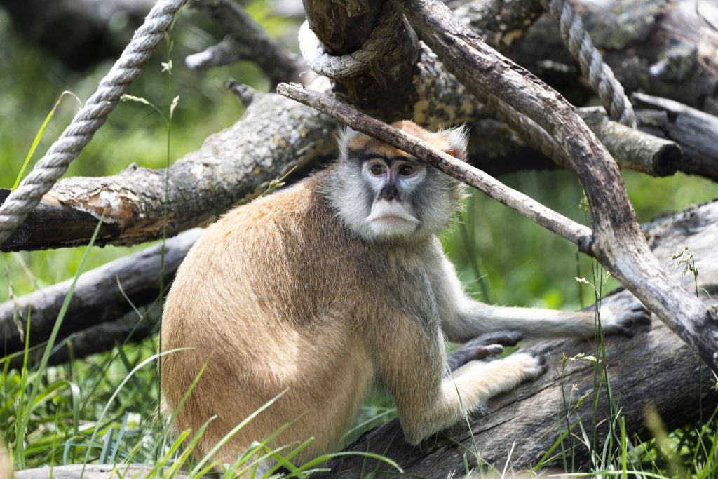 Mammals - Topeka Zoo & Conservation Center