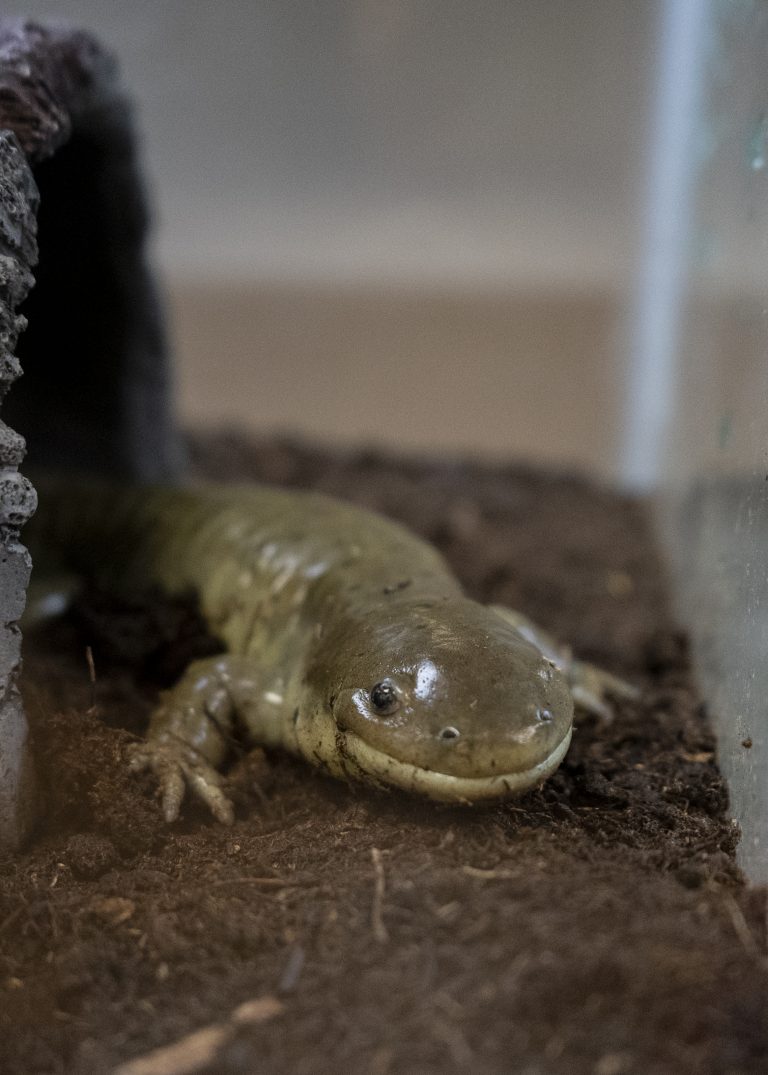 Amphibians - Topeka Zoo & Conservation Center