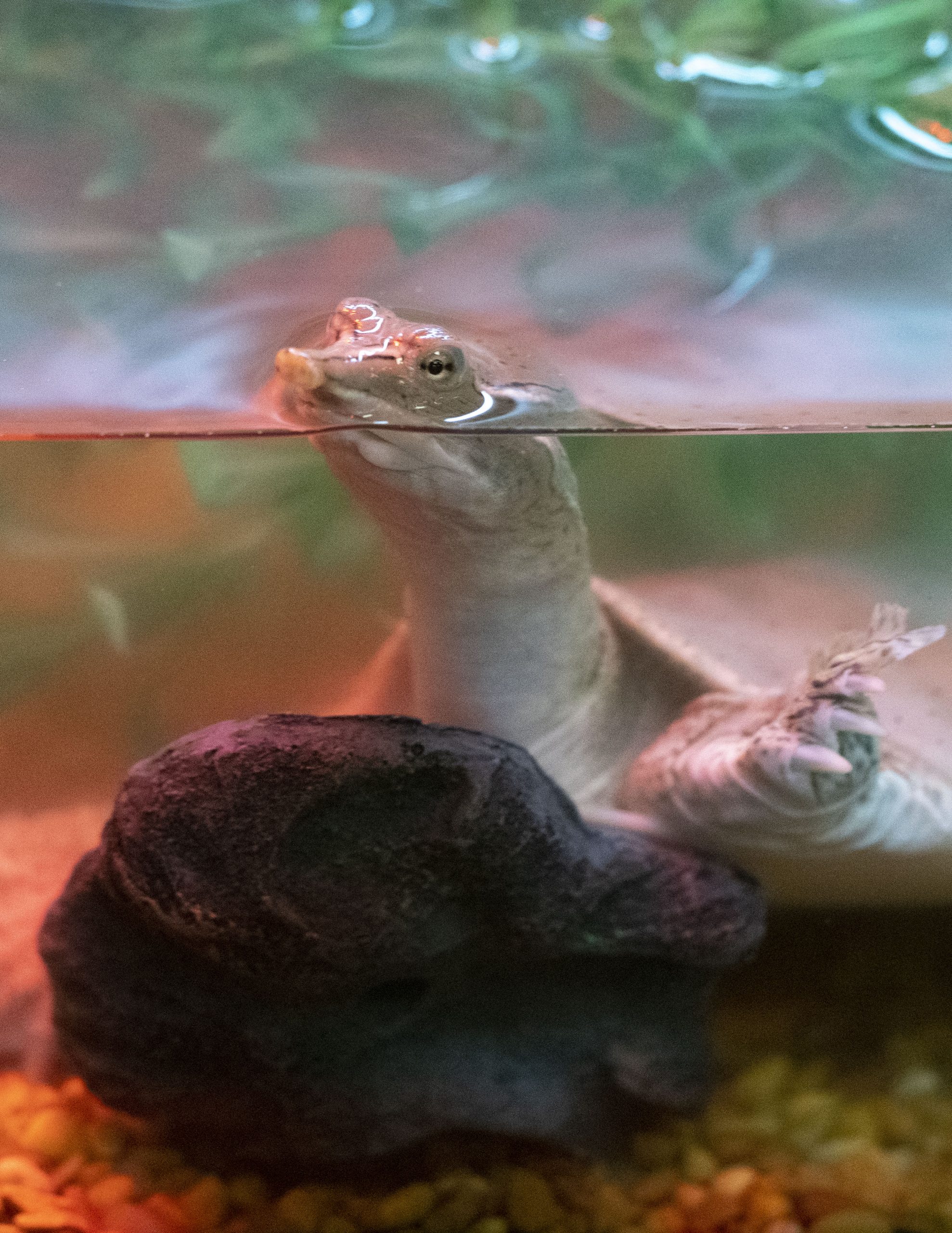 Reptiles - Topeka Zoo & Conservation Center