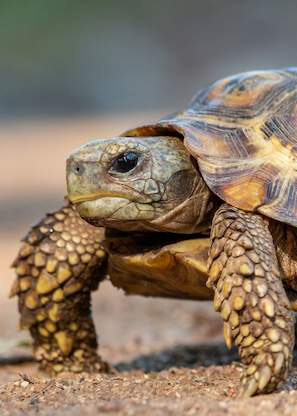 Reptiles - Topeka Zoo & Conservation Center