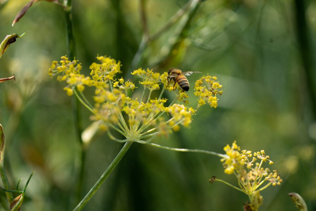 My Insects - Topeka Zoo & Conservation Center