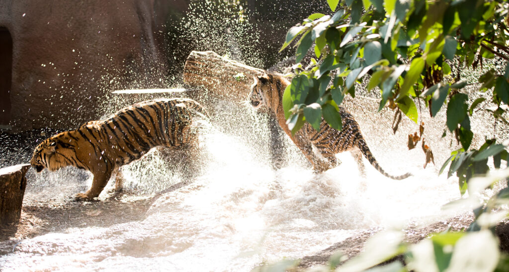 Tiger Trails - Topeka Zoo & Conservation Center