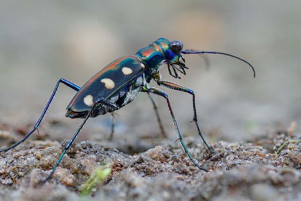 Salt Creek Tiger Beetle - Topeka Zoo & Conservation Center