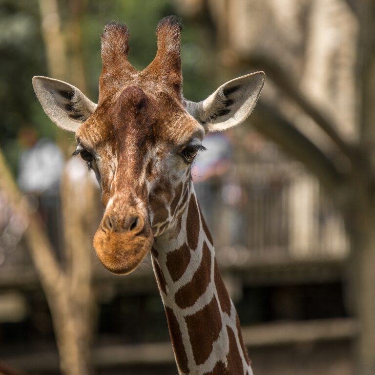 Giraffe - Topeka Zoo & Conservation Center