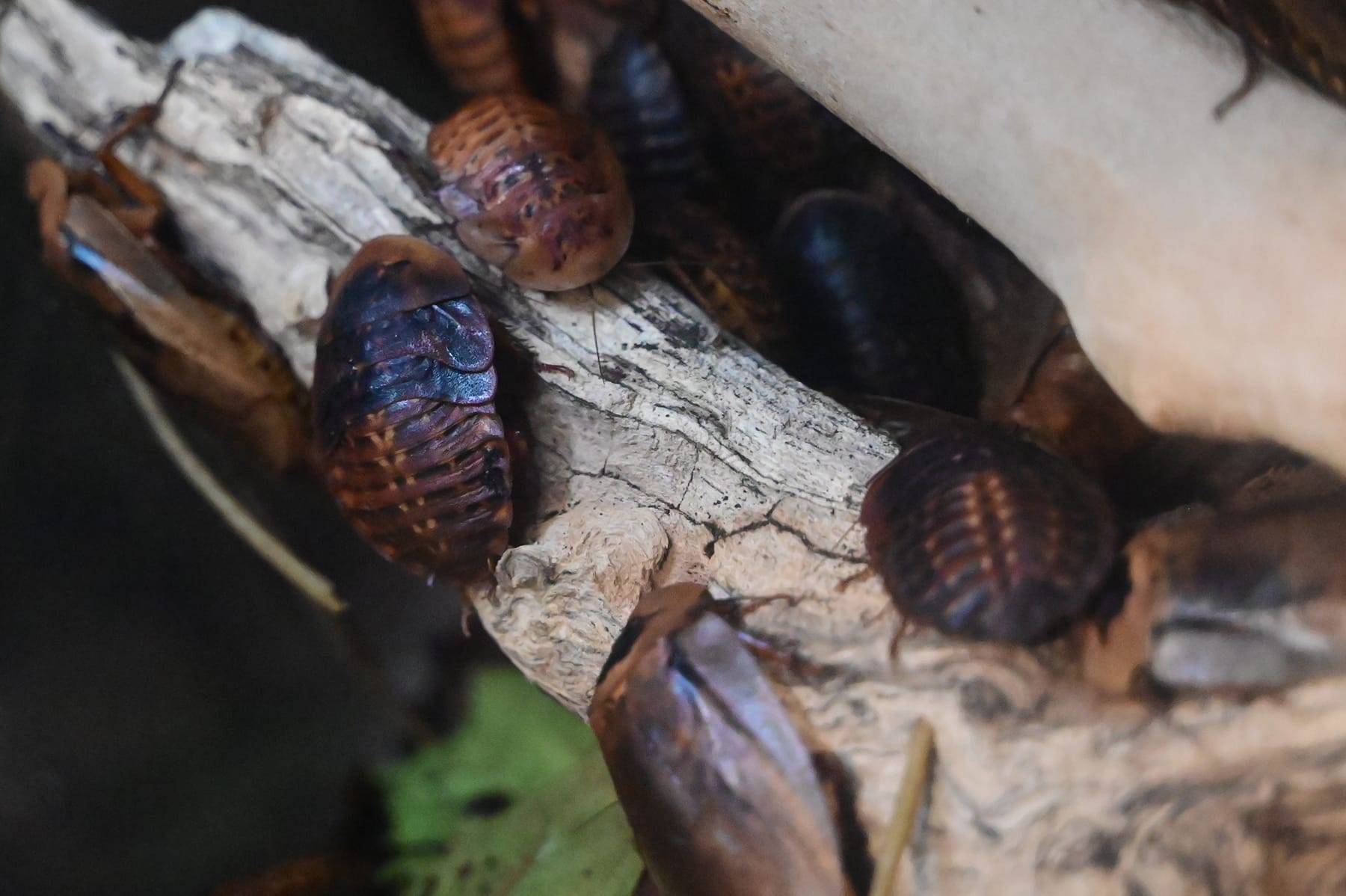 Arthropod - Topeka Zoo & Conservation Center