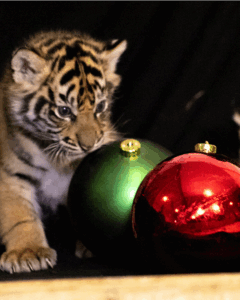 Tiger Bricks - Topeka Zoo & Conservation Center